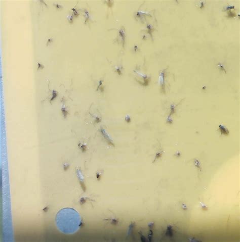 Insectdetection Object Detection Model By Objectdetection