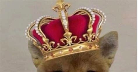 랠리하는 Wif 모자 쓴 강아지 잘나가네 257 껑충