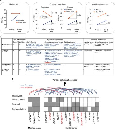 A Complex Interaction Model For Pathogenicity Of The 16p112 Deletion