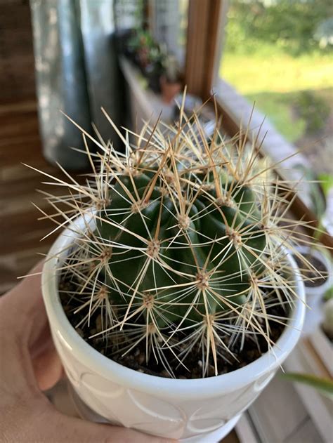 Pokey Dude Plants Herbs Garden