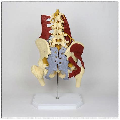 Lumbar Spine Bone Model Pelvis Model Pelvic Floor Muscle Anatomy