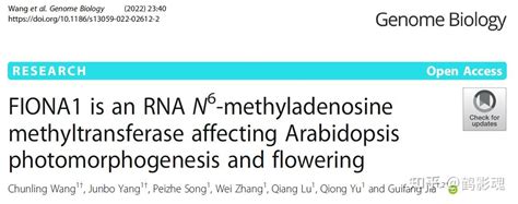 北京大学贾桂芳研究员团队研究揭示u6 M6 A 甲基转移酶在调节拟南芥光形态发生和开花中具有重要作用 知乎