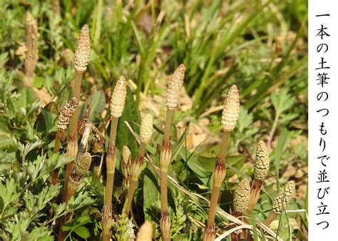 土筆 田舎暮しの日々雑句