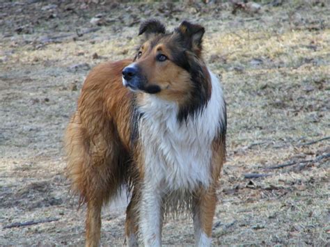 Old Time Scotch Collie Jack