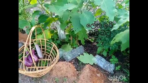 ලේන ඉරි වම් බටු Youtube