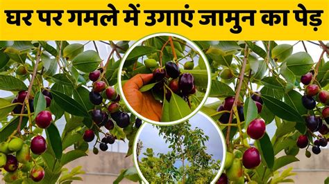 घर पर गमले में उगाएं जामुन का पेड़ जानें आसान स्टेप और केयर टिप्स