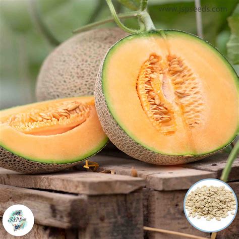 50 Cantaloupe Seeds Asia Fruit Jspseeds