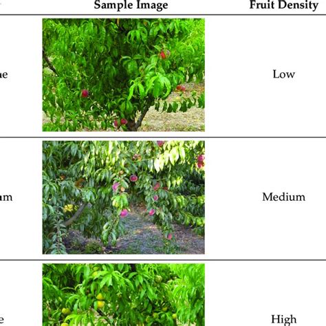 Examples Of Peach Tree Cultivars With Their Predominant Fruit Densities Download Scientific