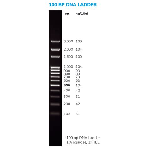 100 Bp Dna Ladder Ready 50ug 01 Ugul Cat 071100050