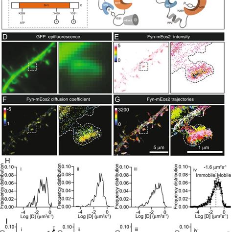 Single Molecule Tracking Photoactivated Localisation Microscopy