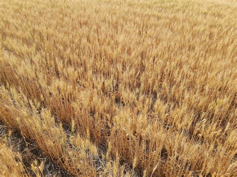 Grain Yield Forecast On The Smart Farm
