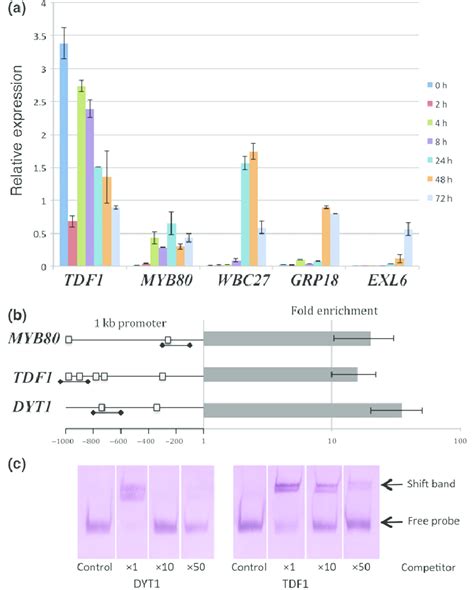 Differing Gene Induction Of Aborted Microspores Ams Direct Targets Download Scientific