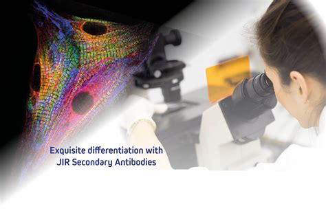 Cross Adsorbed Secondary Antibodies And Cross Reactivity