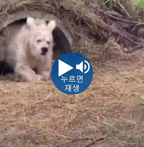 겨울잠 자고 막 일어난 곰 유머 움짤 이슈 에펨코리아
