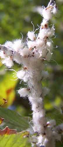 How Do Aphids Reproduce Asexually Explained Whats That Bug