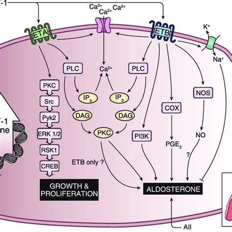 Schematic Representation Of Et Induced Avp Secretion Circulating Et 1