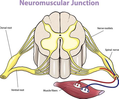 Illustration Of Neuromuscular Junction Diagram 54385210 Vector Art At Vecteezy