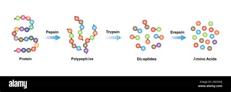 Scientific Designing Of Protein Digestion Pepsin Trypsin And Erepsin