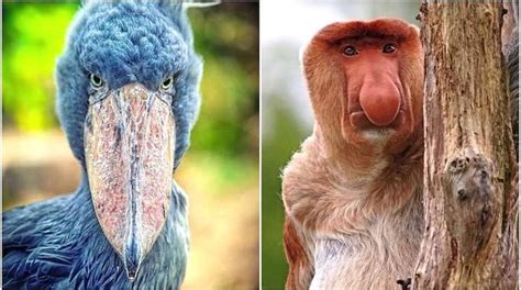 13 Animaux Bizarres Qui Existent Vraiment