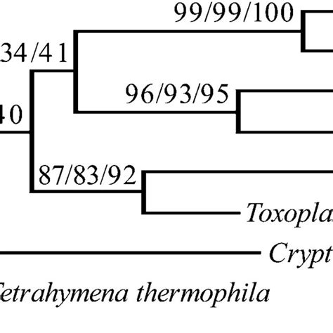The Inferred Apicomplexan Species Tree The Ml Tree Is Generated From Download Scientific