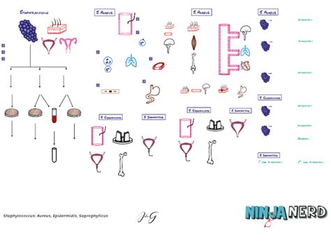 Staphylococcus Aureus Epidermidis Saprophyticus Atf Pdf