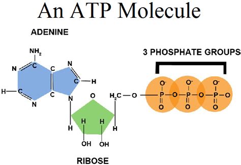 Atp Energy Diagram