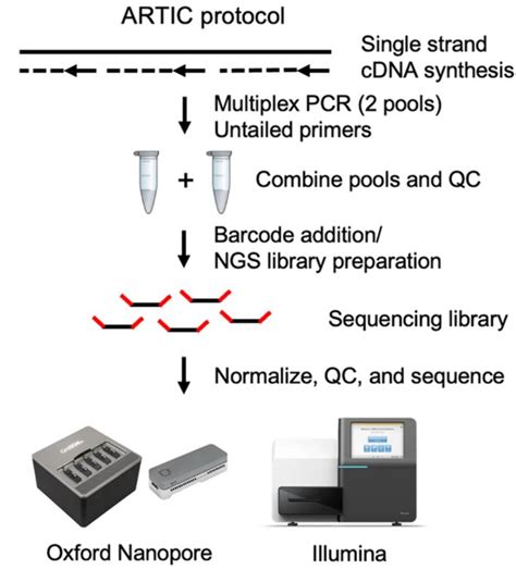 Midnight Protocol Nanopore Luladrop