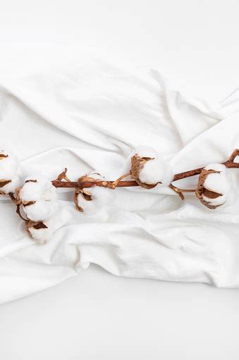 아름 다운 목화 가지와 흰색 바탕에 흰색 천연 면직물입니다 섬세한 흰색 면화 꽃입니다 밝은 색 면 배경입니다 에코 섬유 평면도 복사 공간 직물 생산 0명에 대한 스톡 사진