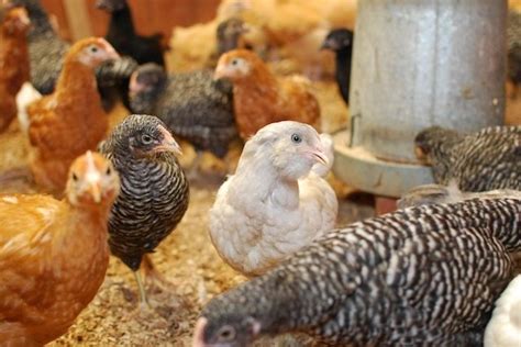 February 13 2026 Vaccinated 2 Month Old Coop Ready Pullets