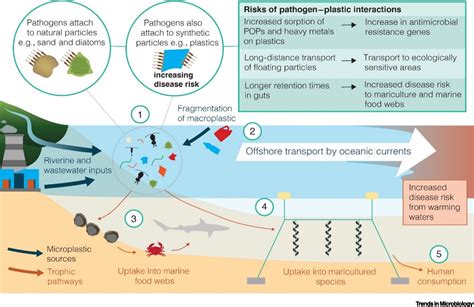 Bugbitten Microplastics And Microbes Have We Created A New Disease Vector
