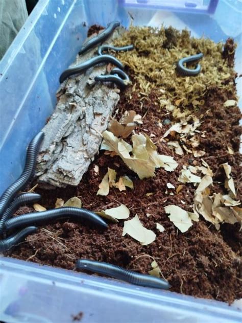 Afrička Giant Stonoga