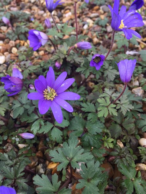 Anemone Blanda The Beth Chatto Gardens