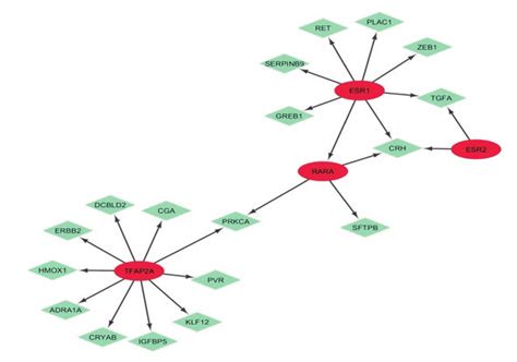 Transcription Factors Differential Expression Genes Regulatory Network