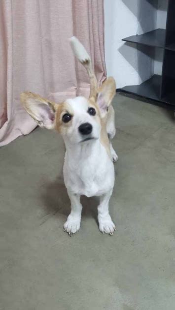 웰시코기둥이 강아지책임분양 컴투펫케어센터