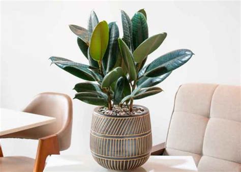 Consejos Para Cuidar Tus Ficus