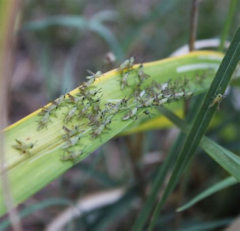 Grasshopper Cricket Insect Free Photo On Pixabay