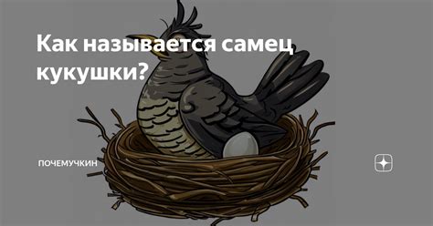 Как называется самец кукушки Почемучкин Дзен