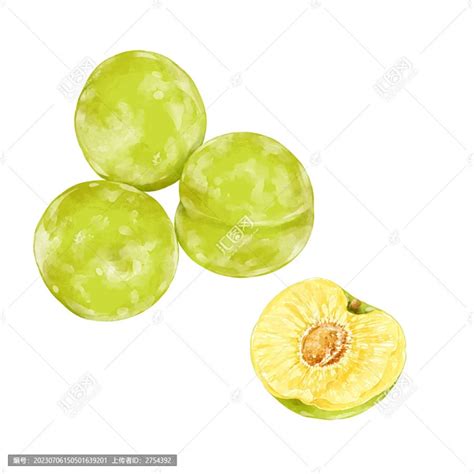 手绘水果插画蜂糖李 花瓣网