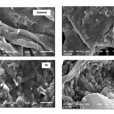 Figure E Colonization Of Rhizobacteria On The Roote Of P Canium