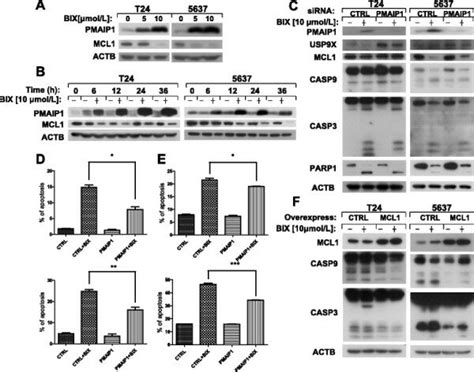 Bix 01294 Up Regulates The Expression Of Pmaip1 And Down Regulates Mcl1