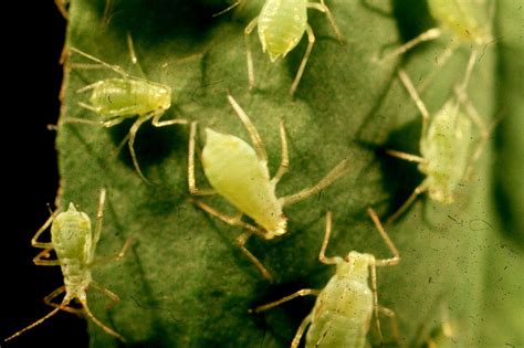 Pea Aphid Cesar Australia