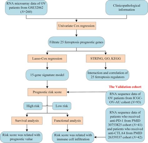 Identification Of A Novel Ferroptosis Related Gene Signature Associated With Prognosis The