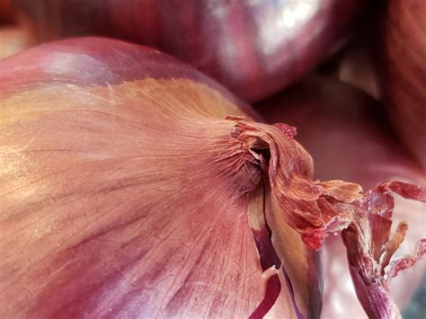 Onion Top Close Free Stock Photo Public Domain Pictures