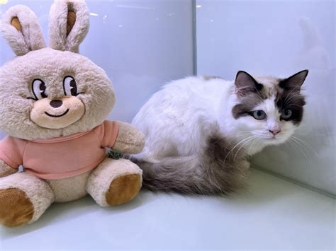 렉돌 보라 이탈리아그레이하운드입양 치와와입양 폼스키입양 폼치입양 폼피츠입양 푸숑입양 고양이입양 랙돌입양 러시안블루입양 먼치킨입양 브리티쉬숏헤어입양 노르웨이숲입양 뱅갈입양