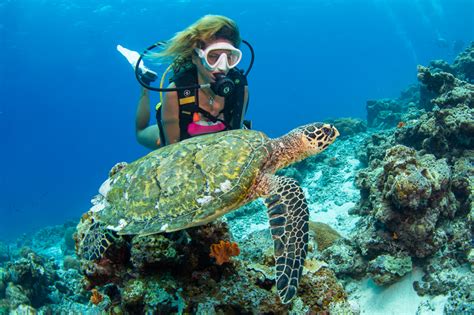 Scuba Diving In Maldives Your Ultimate Guide