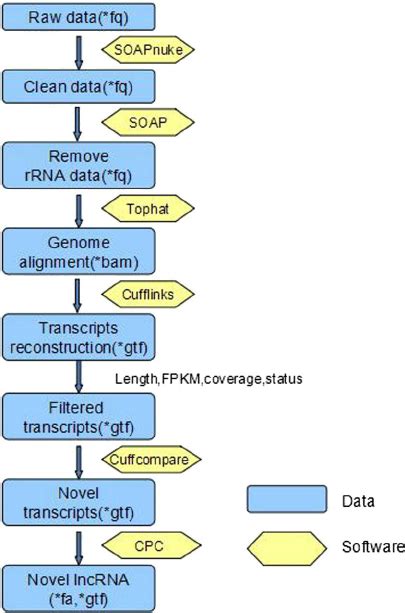 Bioinformatics Analysis Raw Reads Were Fi Ltered Into Clean Reads By