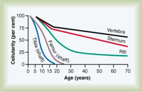 Erythropoiesis Flashcards Quizlet