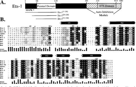 Pdf Structure Of The Ets 1 Pointed Domain And Mitogen Activated