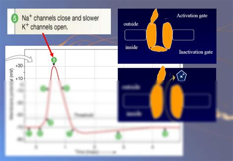 Solution Physiology04 Action Potential Propagation Studypool