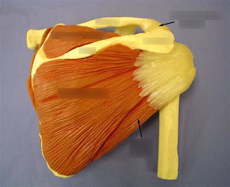Rotator Cuff Posterior Diagram Quizlet